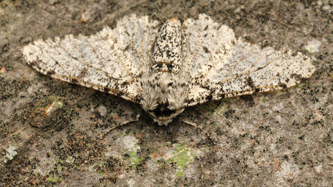 Peppered moth | London Wildlife Trust