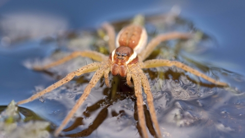 Raft spider | London Wildlife Trust