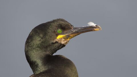 Shag | London Wildlife Trust
