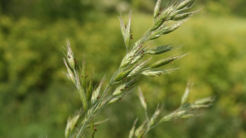 Soft brome | London Wildlife Trust