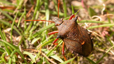 Spiked shieldbug | London Wildlife Trust