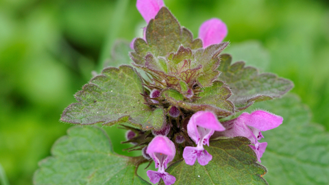 Red dead-nettle | London Wildlife Trust