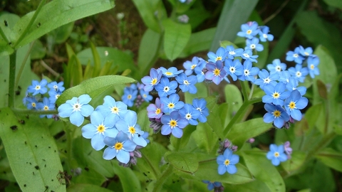 Wood forget-me-not | London Wildlife Trust