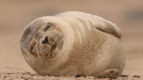 Common seal | London Wildlife Trust