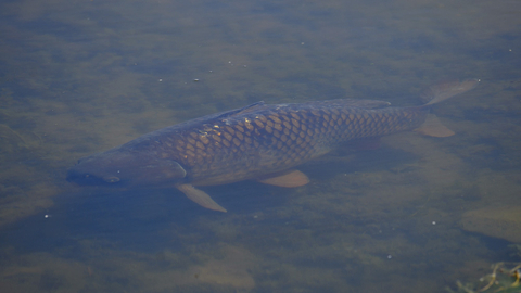 Common carp | London Wildlife Trust