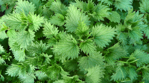Stinging nettle | London Wildlife Trust