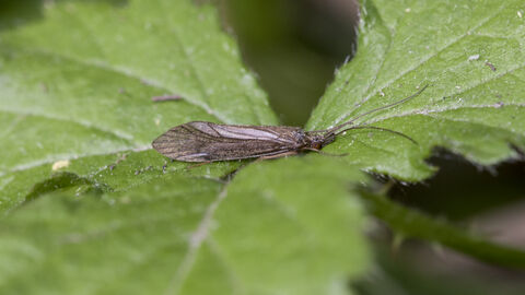 Caddisfly | London Wildlife Trust