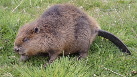 Beaver | London Wildlife Trust
