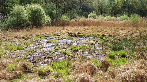 Farm Bog | London Wildlife Trust