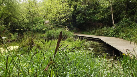 Gunnersbury Triangle | London Wildlife Trust