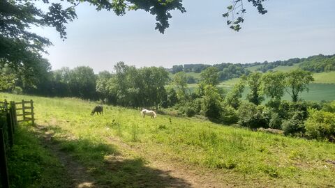 Saltbox Hill | London Wildlife Trust