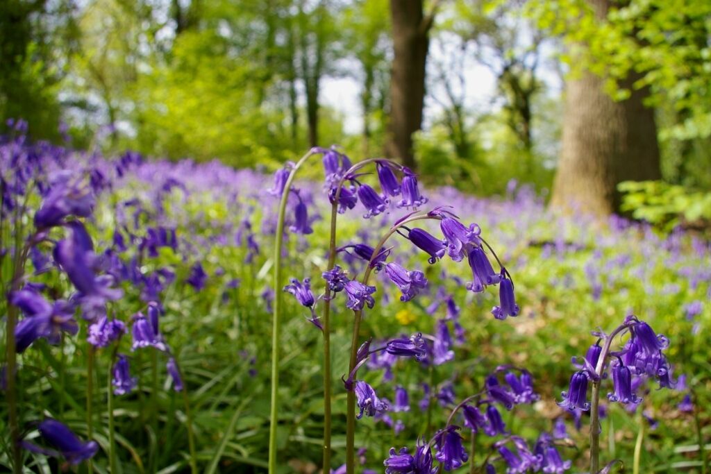 Senses of spring: smells of spring | London Wildlife Trust