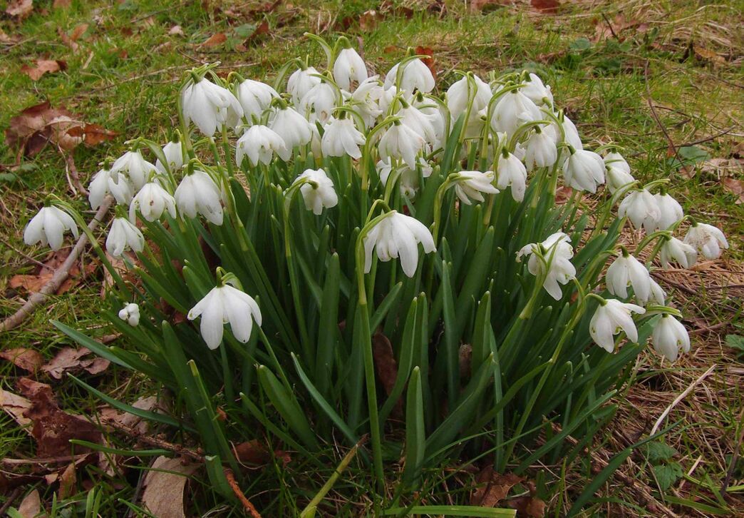 Senses of spring: sights of spring | London Wildlife Trust