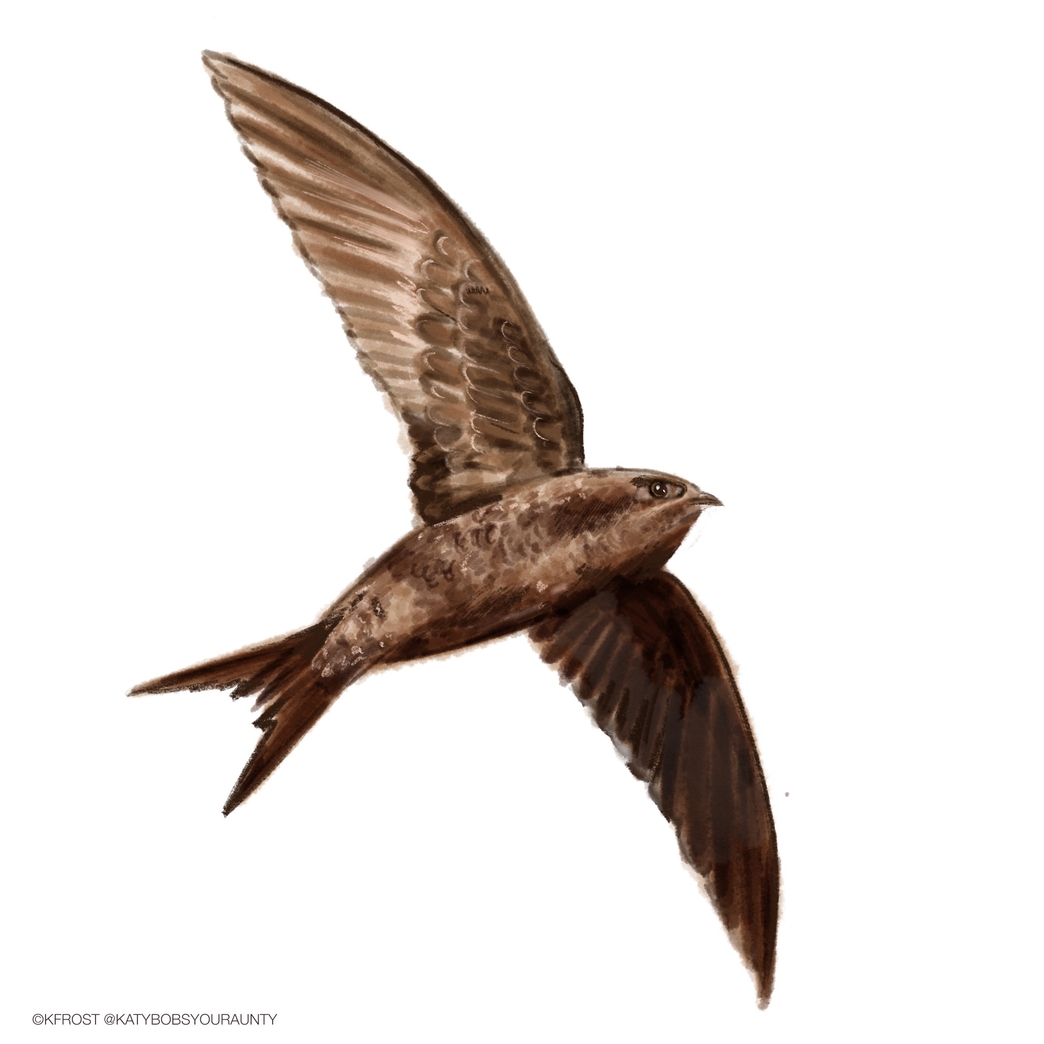 How to identify swifts, swallows and martins | London Wildlife Trust