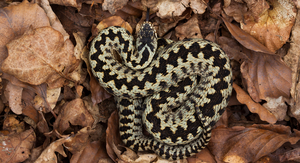 How to identify British snakes | London Wildlife Trust