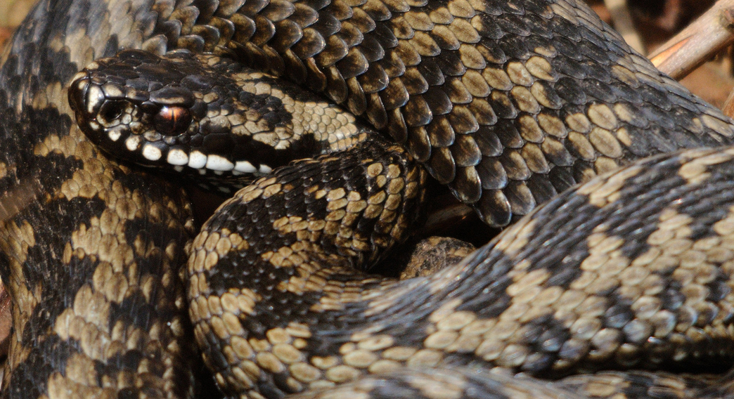 How to identify British snakes | London Wildlife Trust