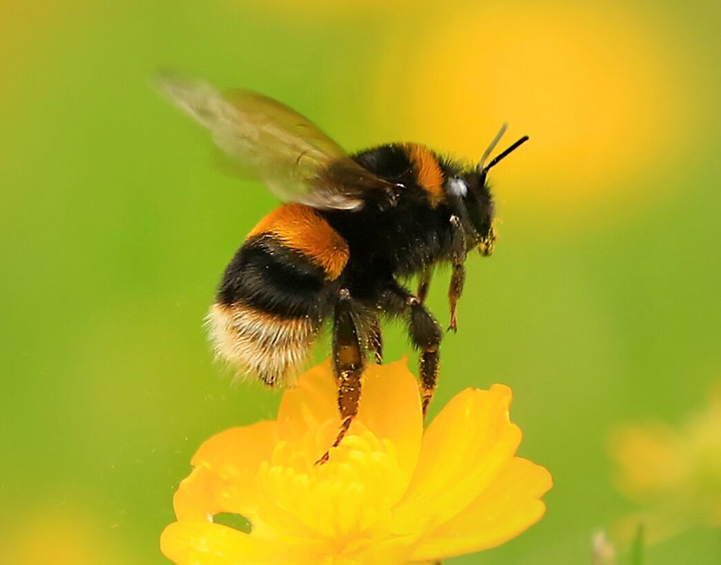 How to identify bumblebees | London Wildlife Trust