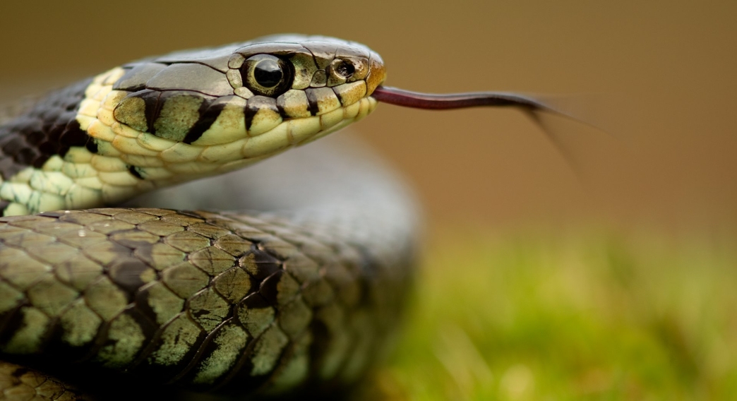 How to identify British snakes | London Wildlife Trust