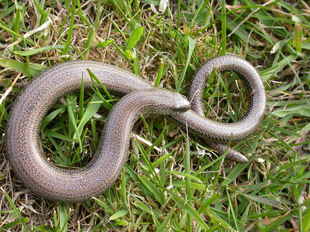 How to identify British snakes | London Wildlife Trust