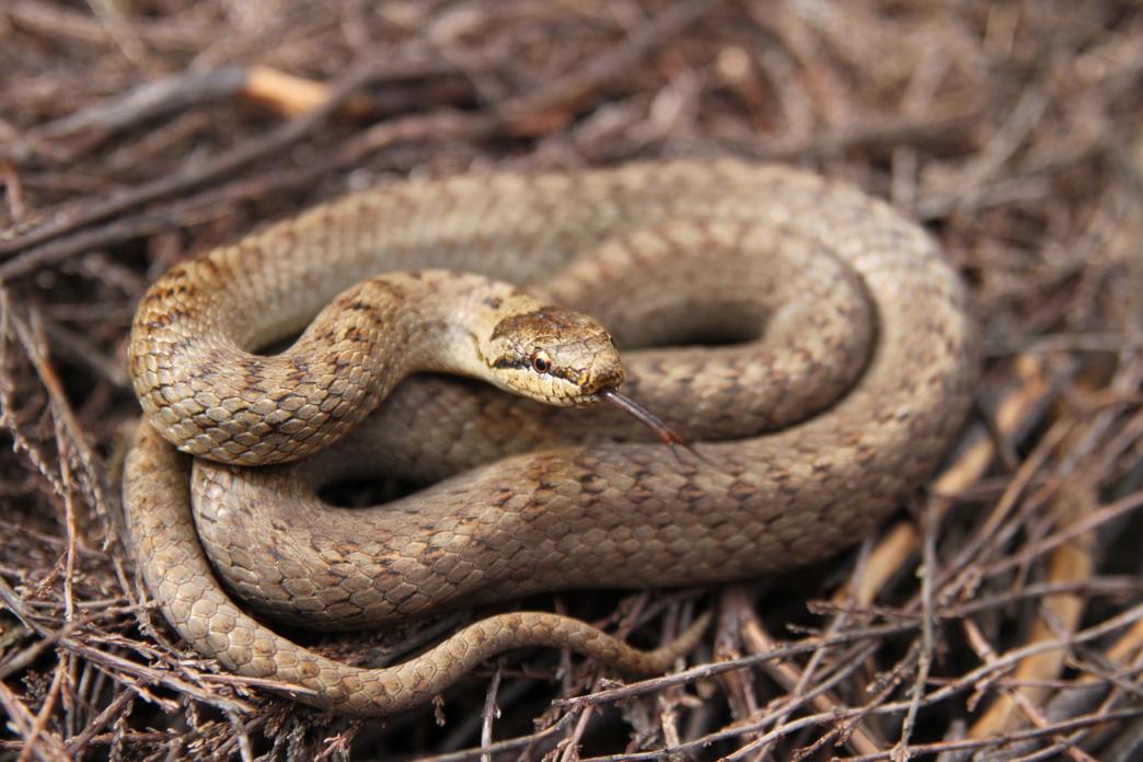 How to identify British snakes | London Wildlife Trust