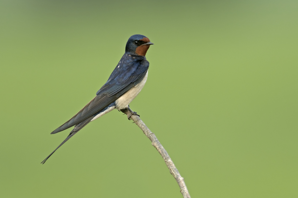 How to identify swifts, swallows and martins | London Wildlife Trust