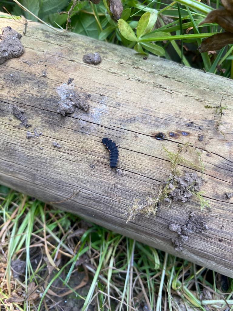 Seeking the wild lights of London | London Wildlife Trust
