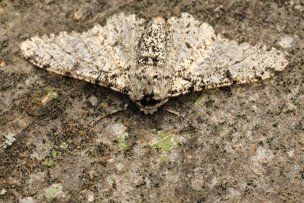 Marvellous moths and why they matter? | London Wildlife Trust