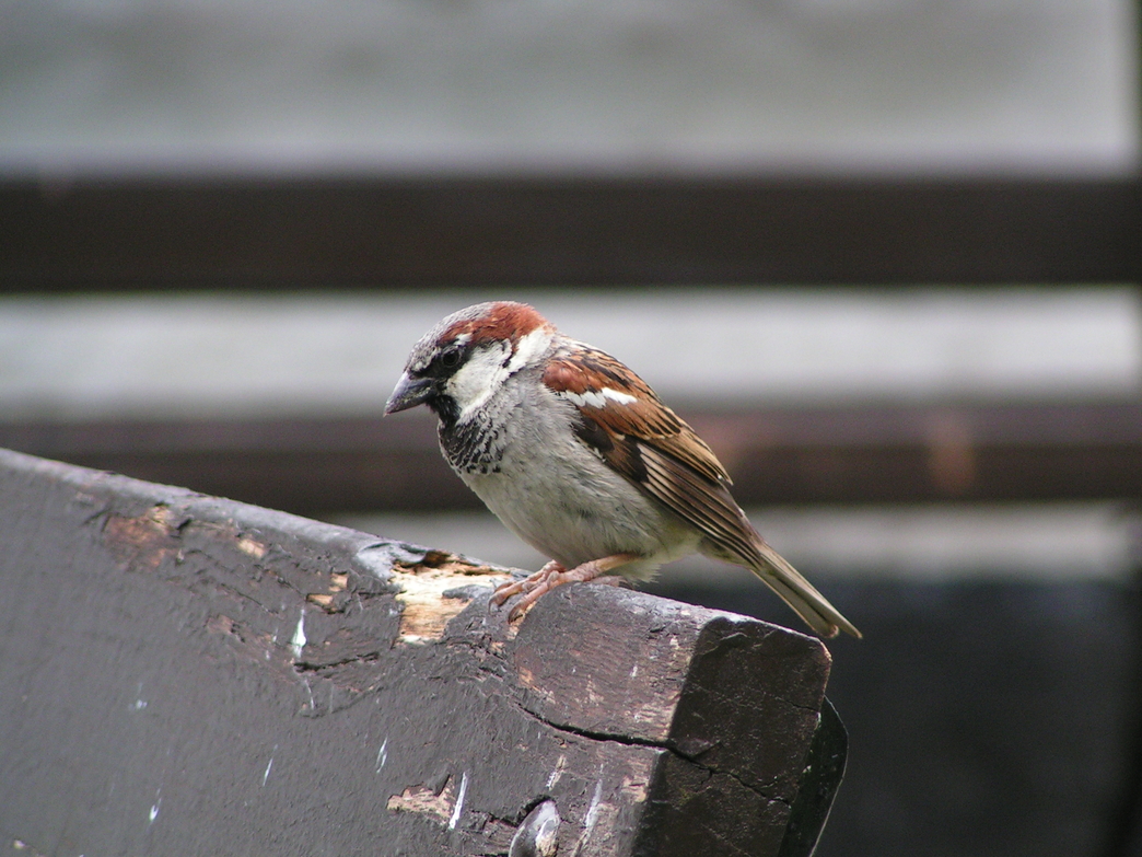 Birds of the East | London Wildlife Trust