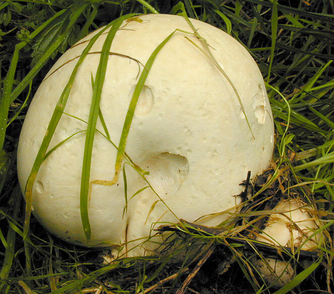 Hidden kingdom: a beginner’s guide to fungi | London Wildlife Trust