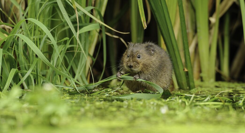 Help save London’s water voles | London Wildlife Trust