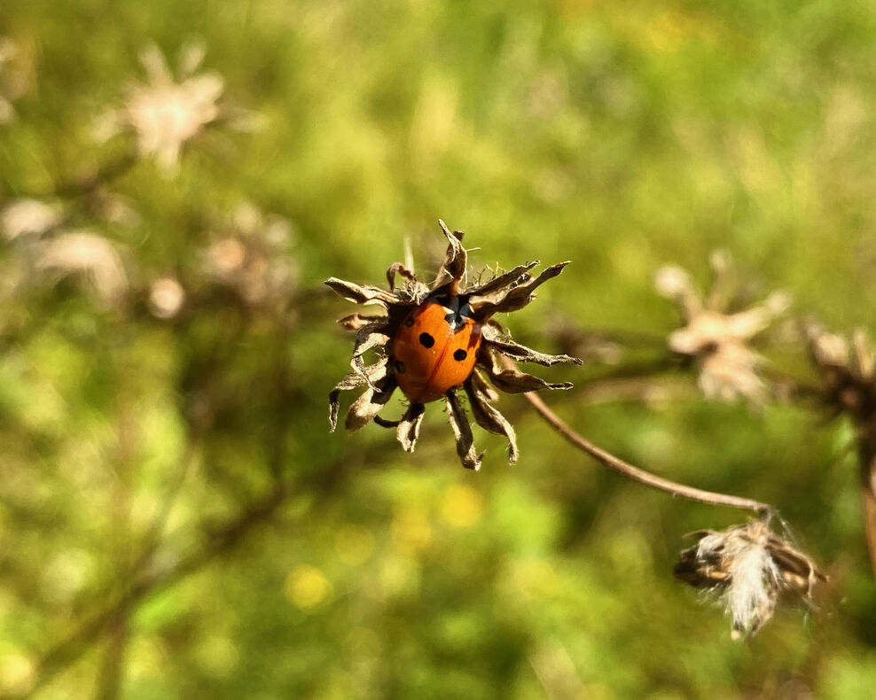 Be an amateur photographer with me by Keeping it Wild Trainee Charlie ...