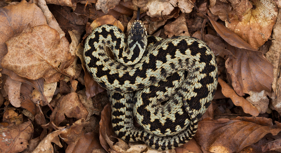 How to identify British snakes | London Wildlife Trust