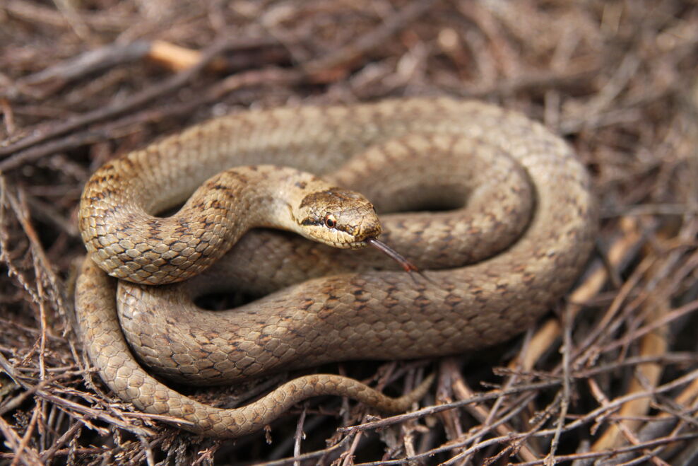 How to identify British snakes | London Wildlife Trust