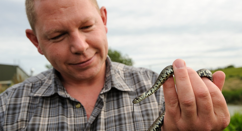 How to identify British snakes | London Wildlife Trust