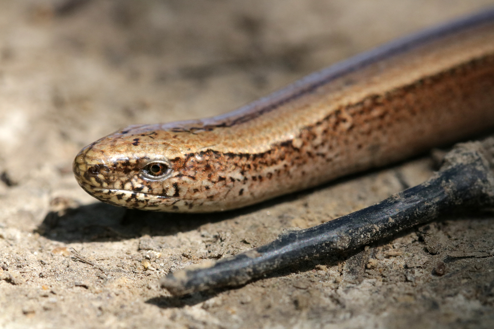 How to identify British snakes | London Wildlife Trust