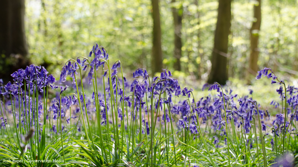 Senses of spring: smells of spring | London Wildlife Trust