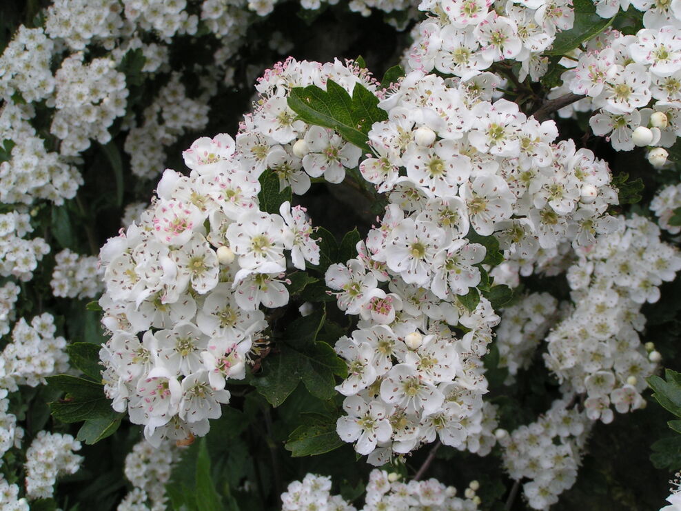 Senses of spring: smells of spring | London Wildlife Trust