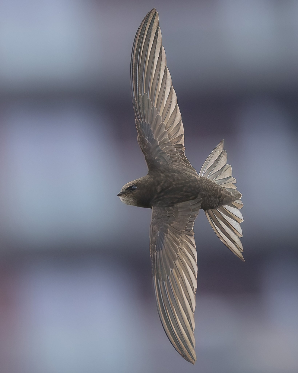 Local Nature Recovery Strategy for London | London Wildlife Trust