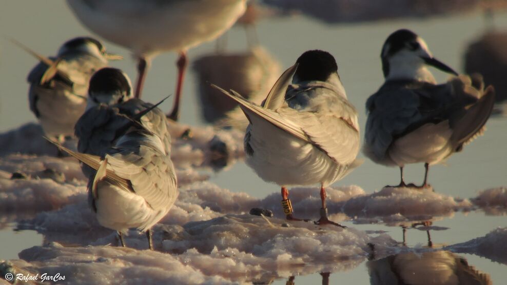 'Sometimes birds don't listen to me' - the work of a Conservation ...