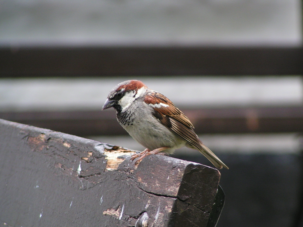 Birds of the East | London Wildlife Trust