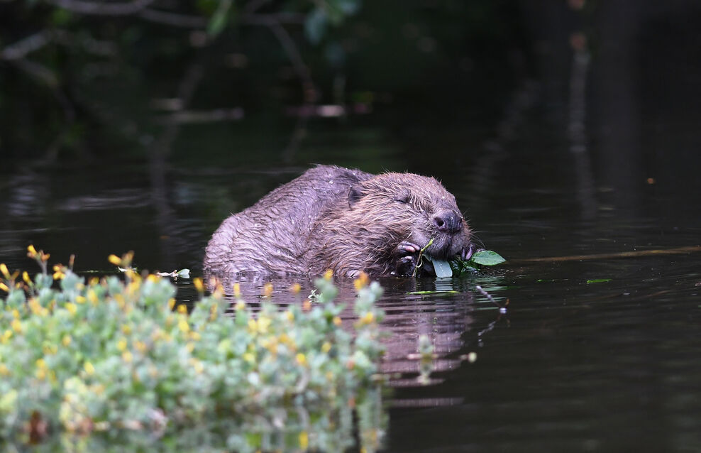 Rewilding East London | London Wildlife Trust