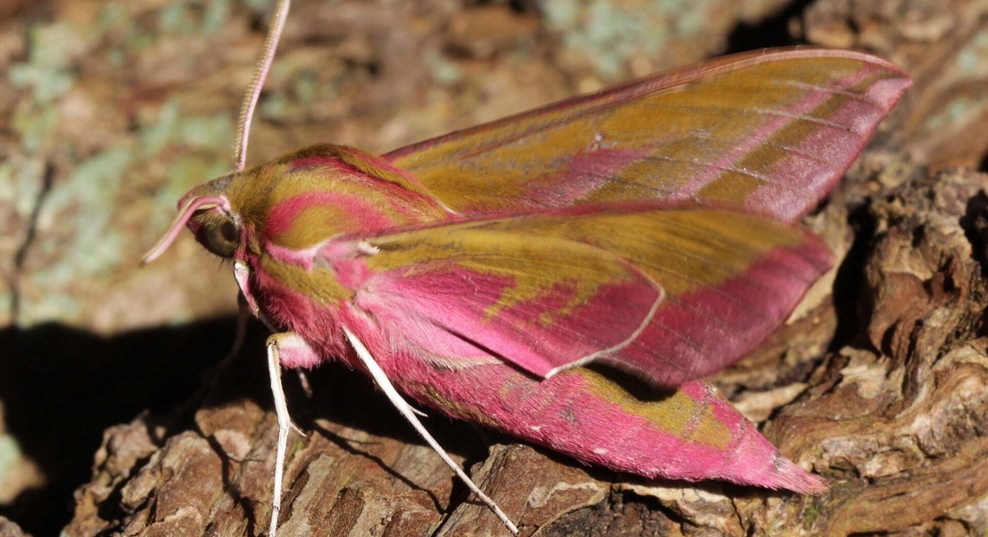 A beginner's guide to spotting and trapping moths | London Wildlife Trust