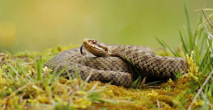 How to identify British snakes | London Wildlife Trust