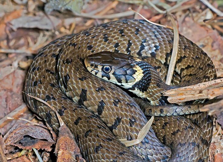 How to identify British snakes | London Wildlife Trust