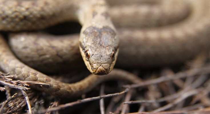 How to identify British snakes | London Wildlife Trust