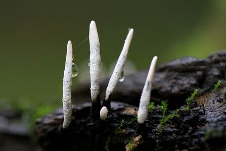 How to identify fungi | London Wildlife Trust