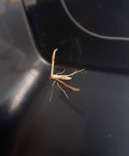 The Marvellous Moth! By Keeping it Wild trainee Omar | London Wildlife ...