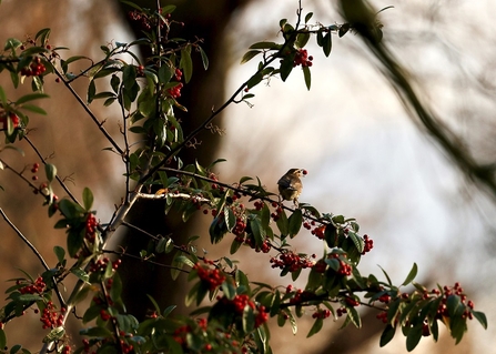 Redwings, red berries and away again | London Wildlife Trust