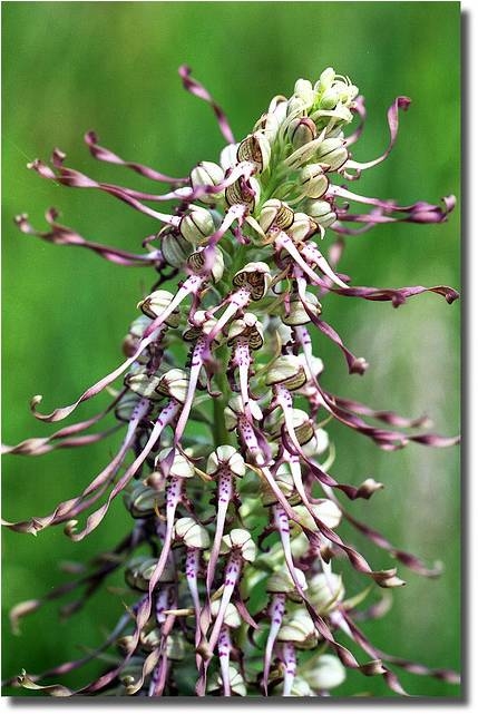 Orchids observer: discovering wild orchids beyond rainforests | London ...