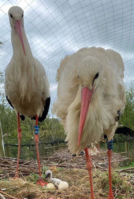 Reintroducing white storks to East London | London Wildlife Trust